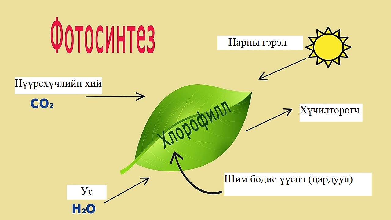 Мэдлээ Цахим контент